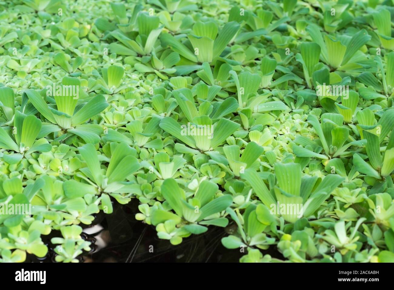 Organic texture of the Pistia plant genus of the family Araceae ...