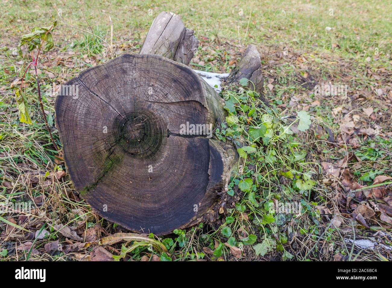 Old rotten stump in the forest, overgrown with grass, weeds and moss ...