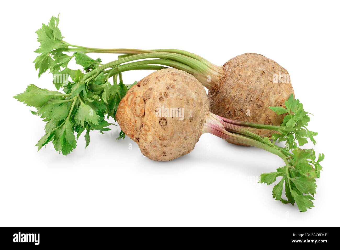 Fresh celery root with leaf isolated on white background Stock Photo ...