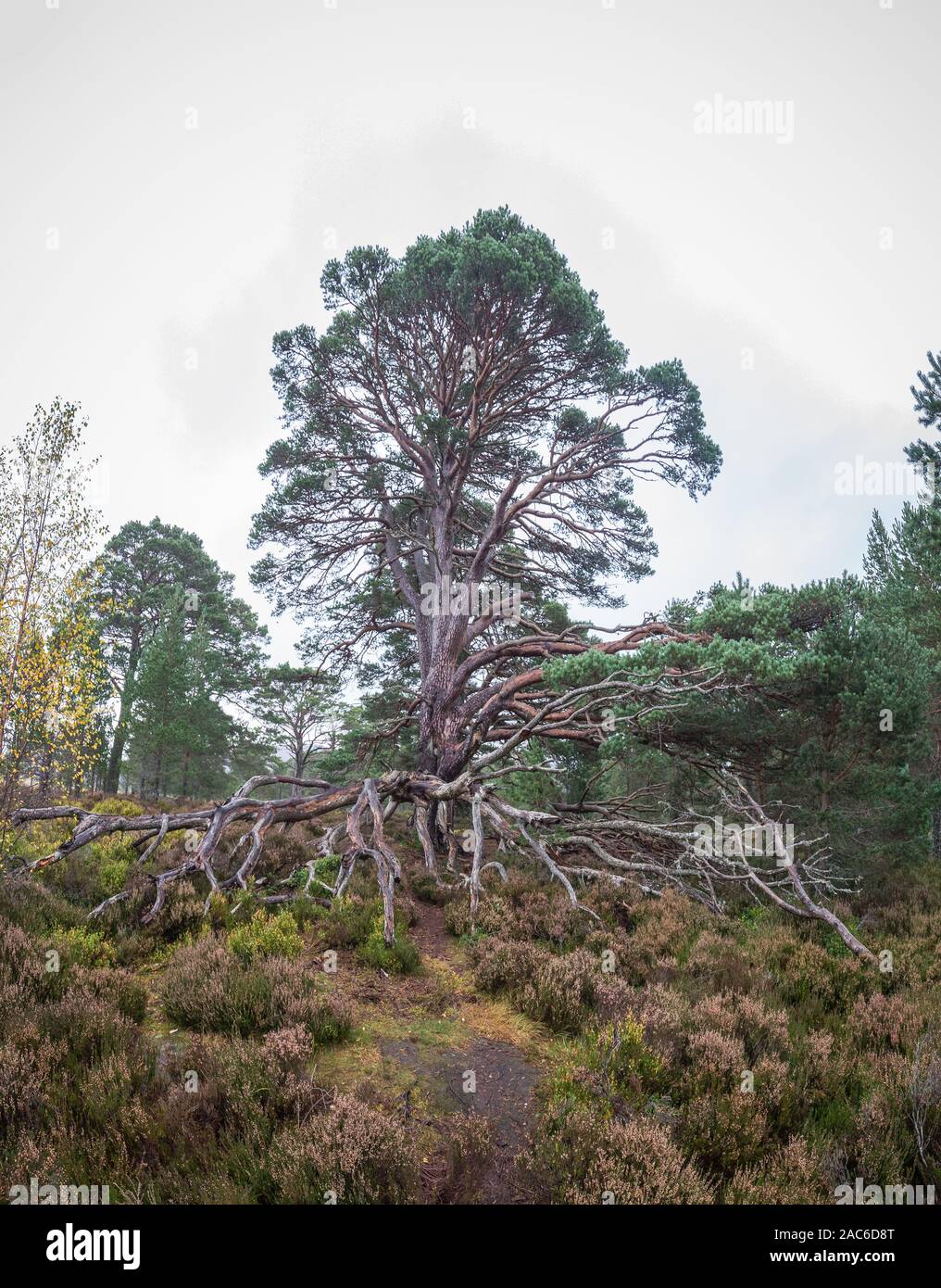 Beautiful and colorful tree in forest in Scotland in clear weather ...