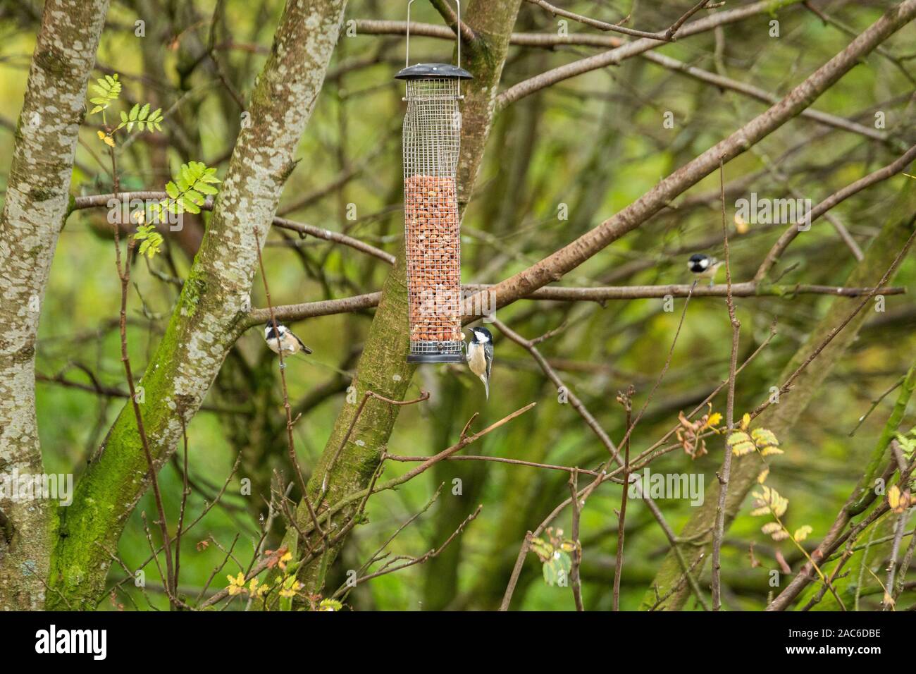 Tree feeder for birds in the forest in clear weather in Scotland Stock ...