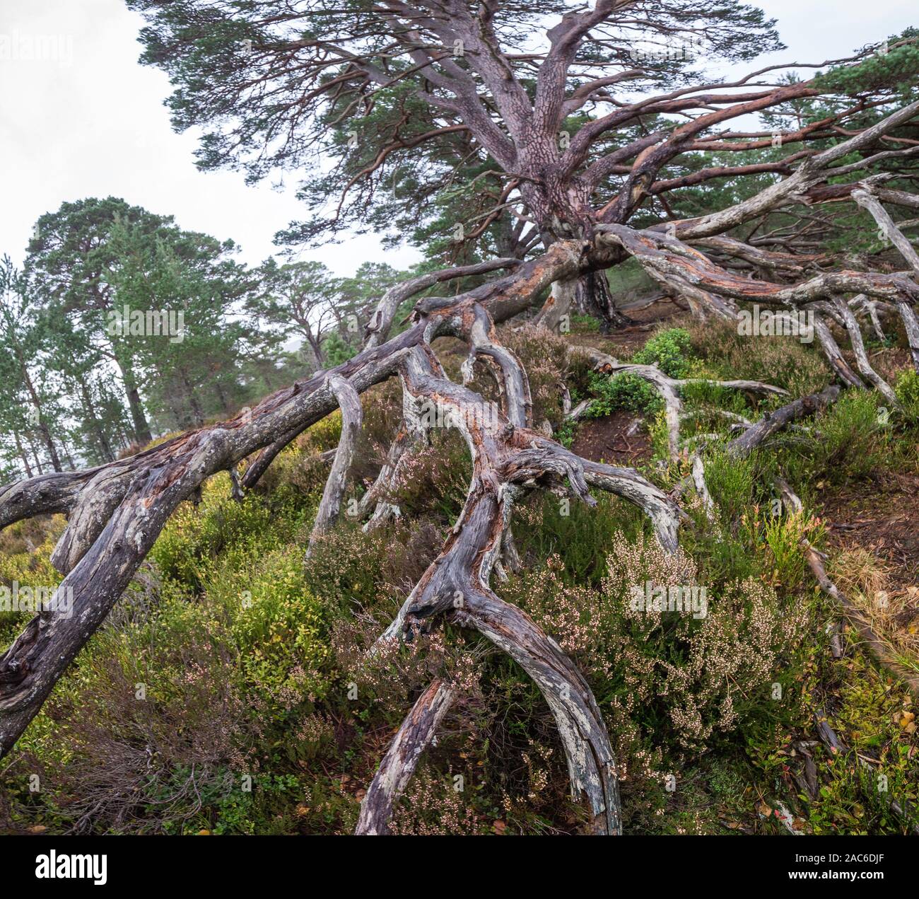 Beautiful and colorful tree in forest in Scotland in clear weather ...