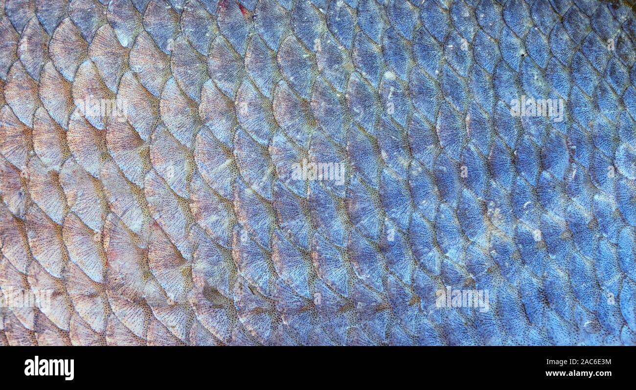 Silver bream scales close-up, natural texture, toned image Stock Photo ...