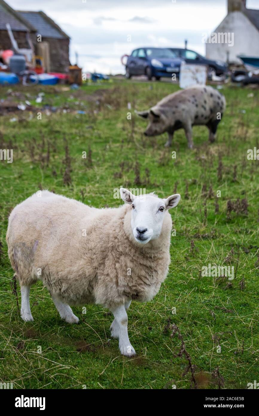 Scottish Pig Farm High Resolution Stock Photography and Images - Alamy