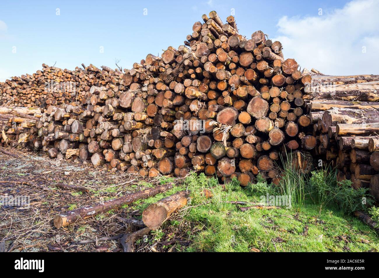 A lot of brown wooden logs on the field, in countryside in Scotland ...