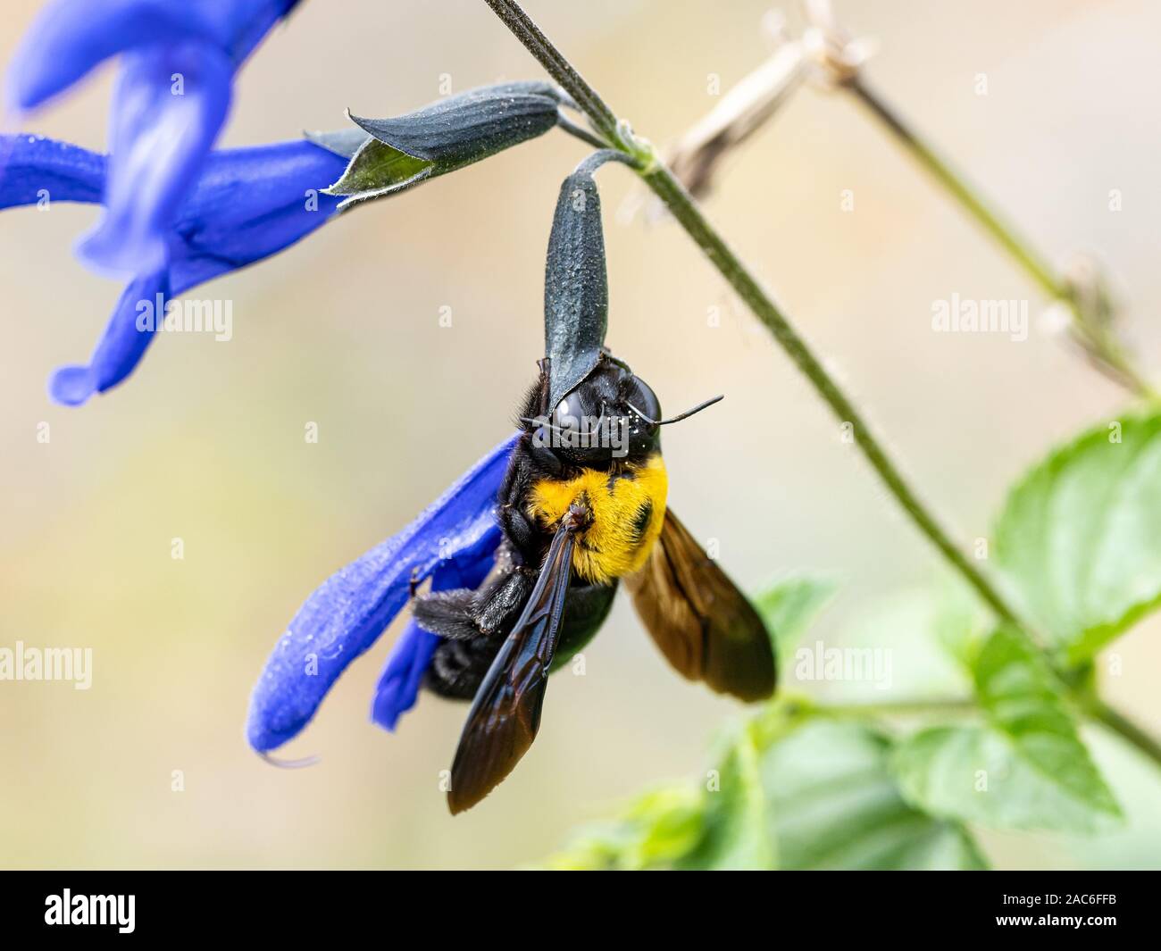 A Japanese carpenter bee, Xylocopa appendiculata, feeds off of blue ...