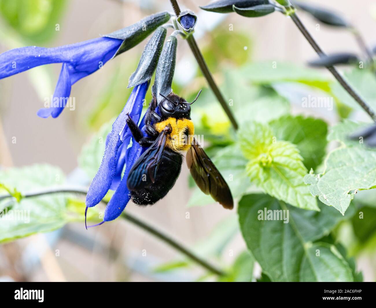 A Japanese carpenter bee, Xylocopa appendiculata, feeds off of blue ...