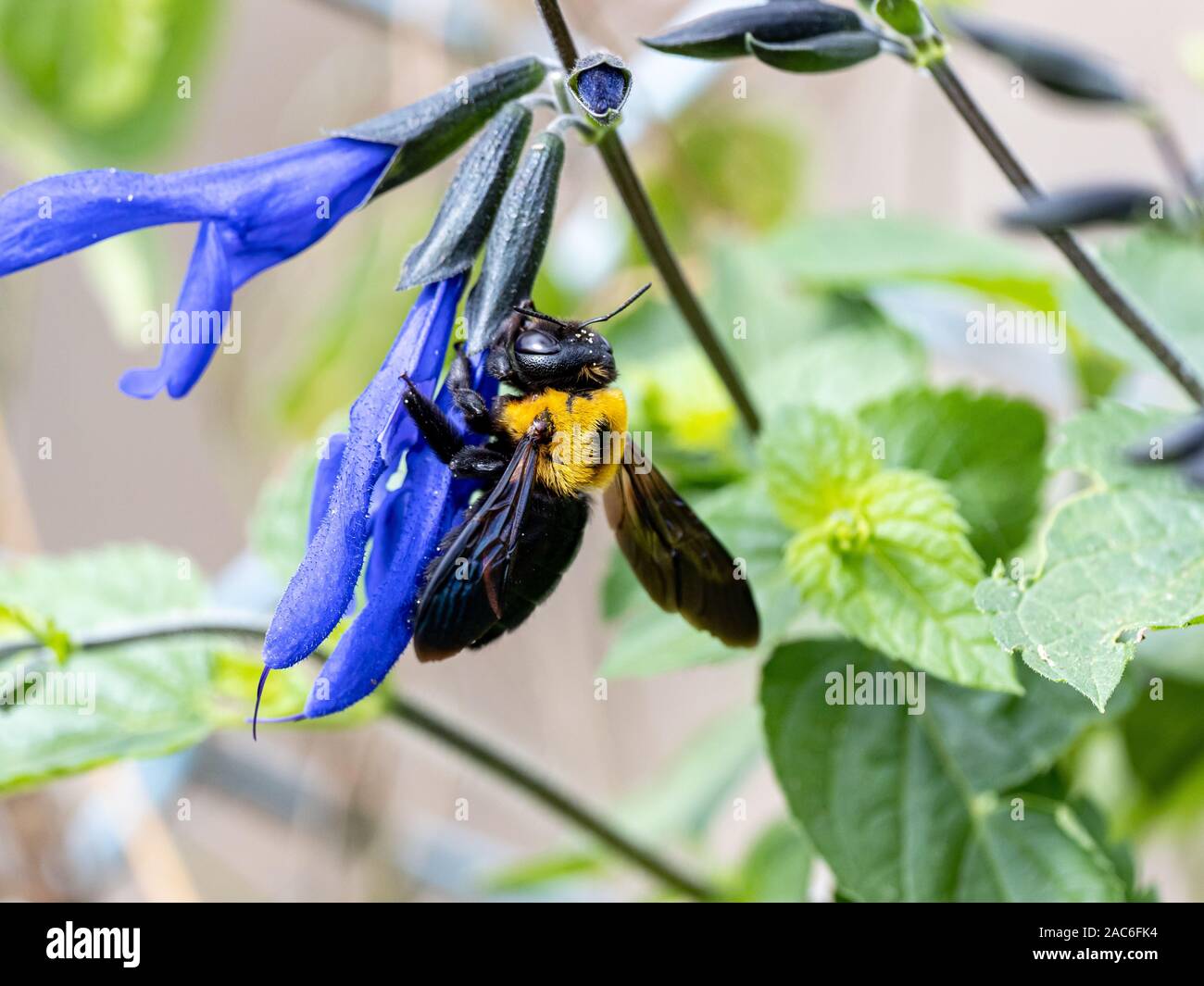 A Japanese carpenter bee, Xylocopa appendiculata, feeds off of blue ...