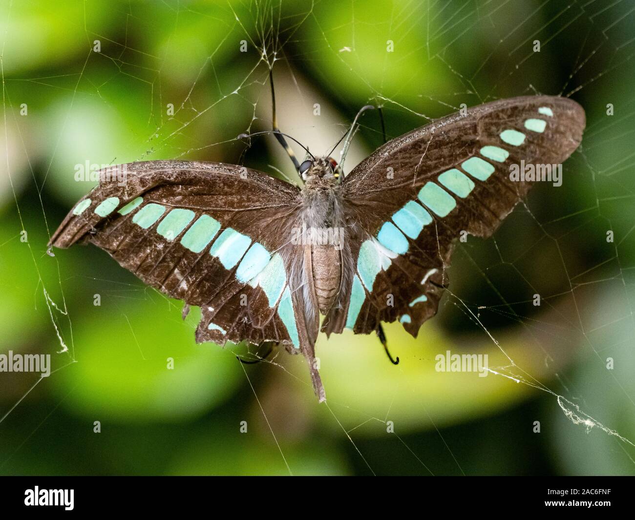 Web with dead bugs hi-res stock photography and images - Alamy