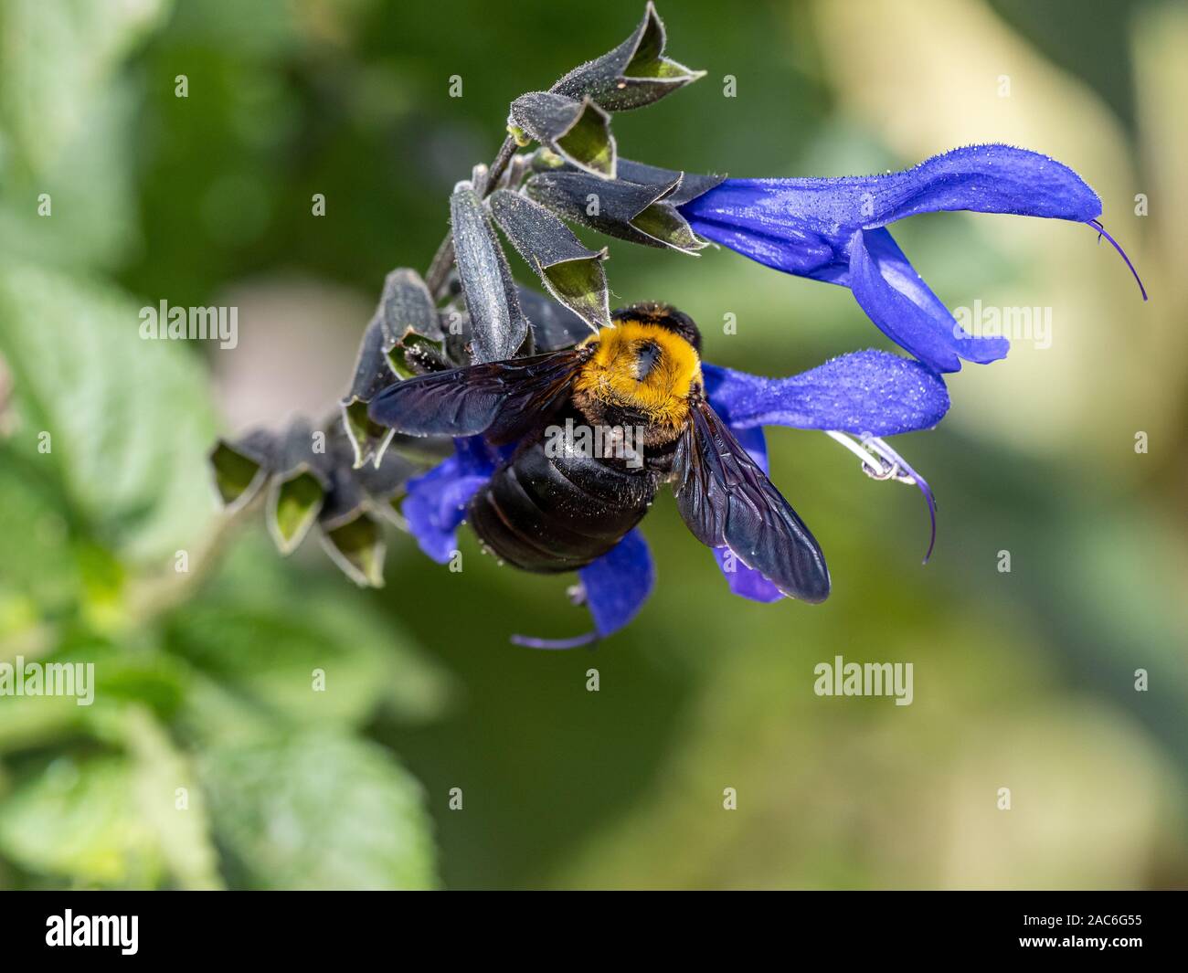 A Japanese carpenter bee, Xylocopa appendiculata, feeds off of blue ...