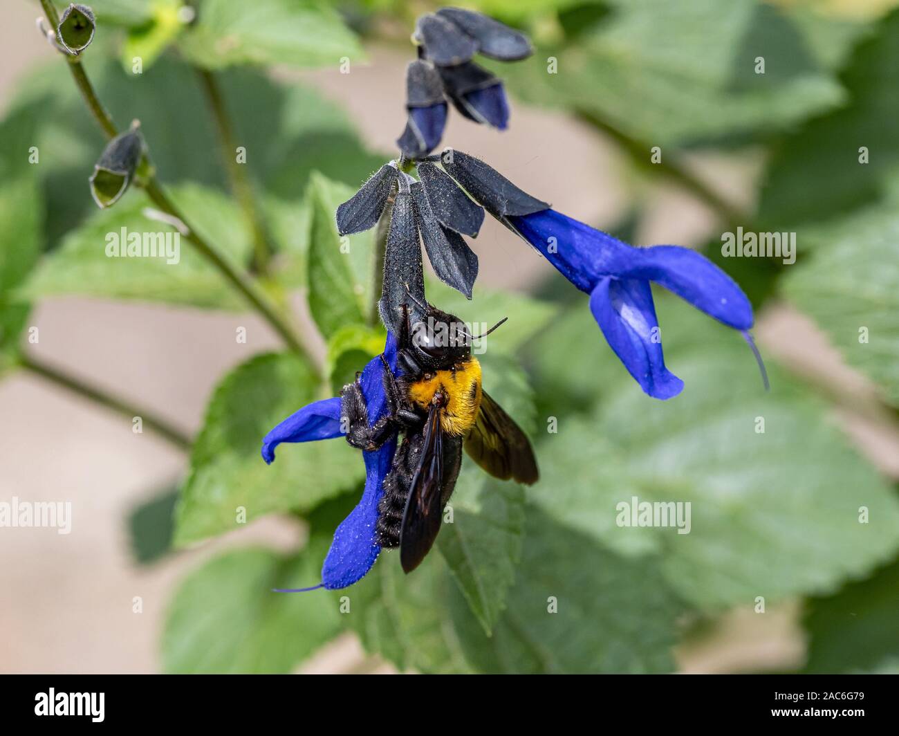 A Japanese carpenter bee, Xylocopa appendiculata, feeds off of blue ...