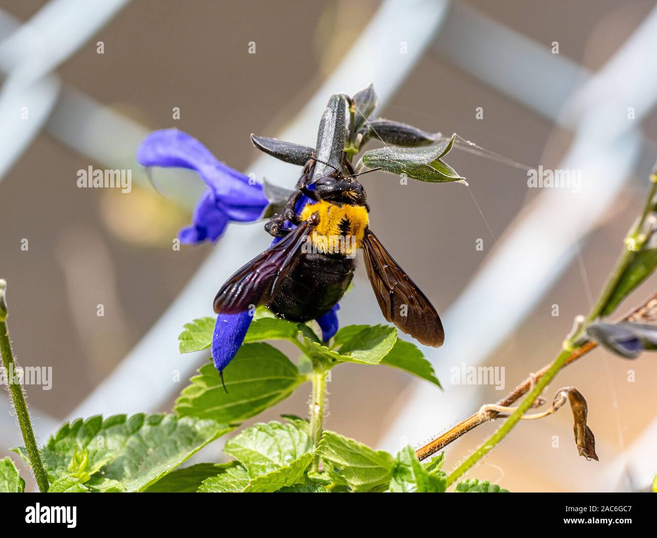 A Japanese carpenter bee, Xylocopa appendiculata, feeds off of blue ...