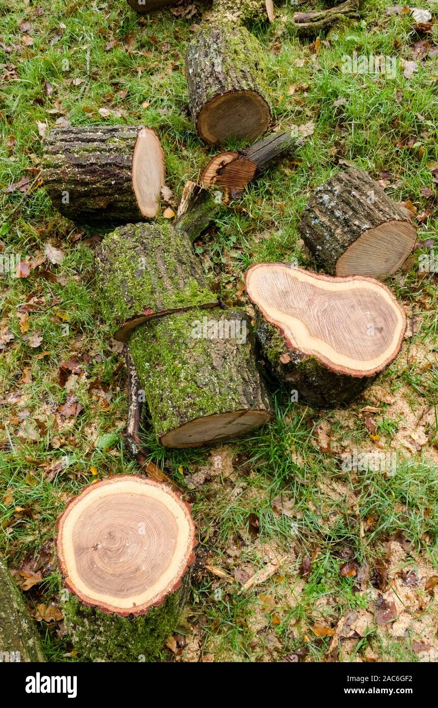 Deforestation, felled tree and sliced fire wood logs in the forest in ...