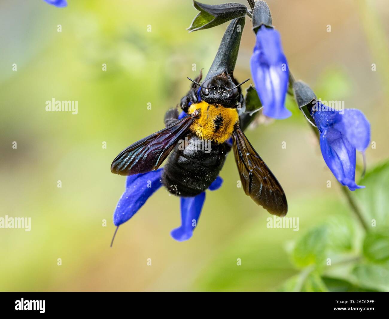 A Japanese carpenter bee, Xylocopa appendiculata, feeds off of blue ...