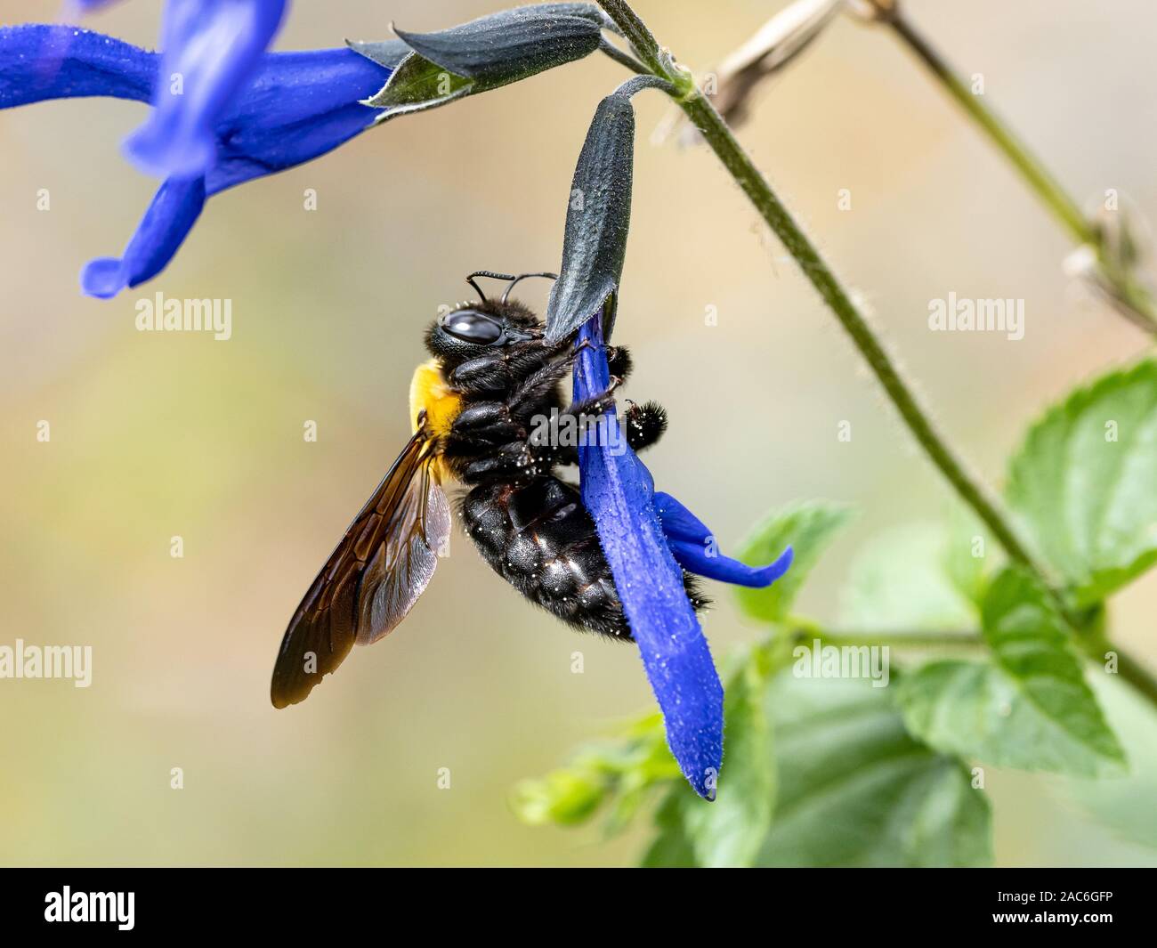 A Japanese carpenter bee, Xylocopa appendiculata, feeds off of blue ...