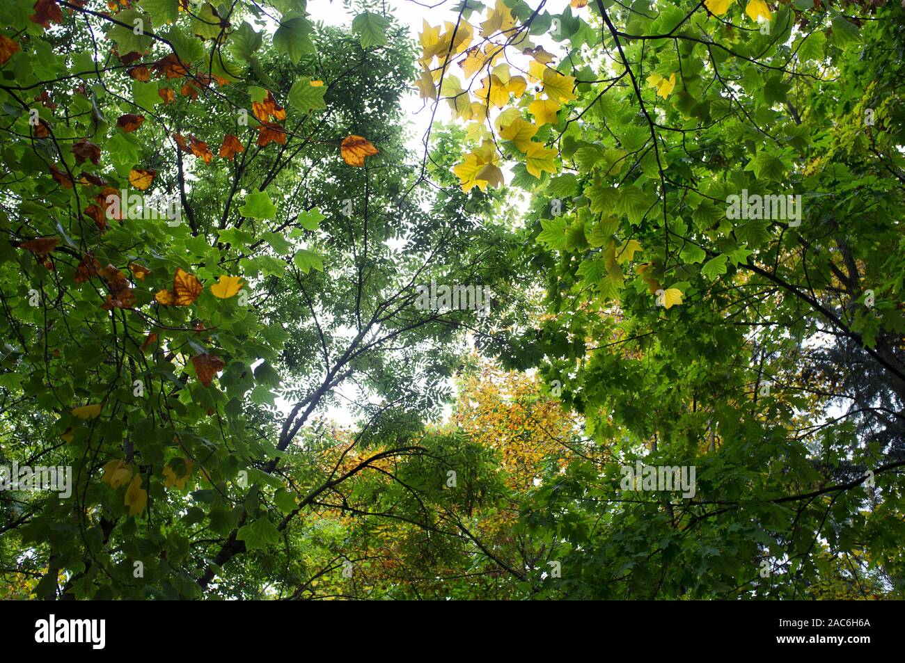 leaves on top of trees Stock Photo - Alamy