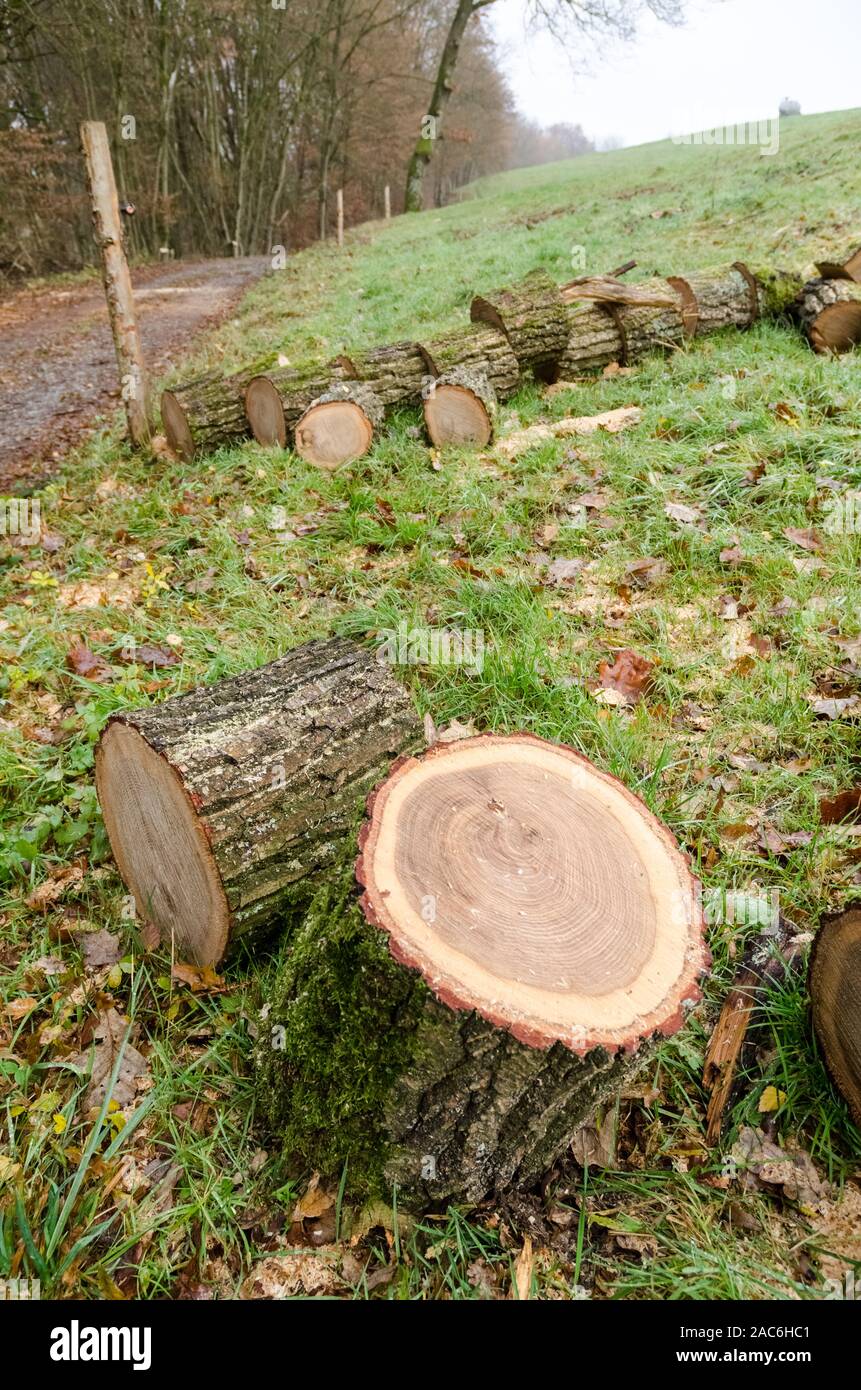 Deforestation, felled tree and sliced fire wood logs in the forest in ...