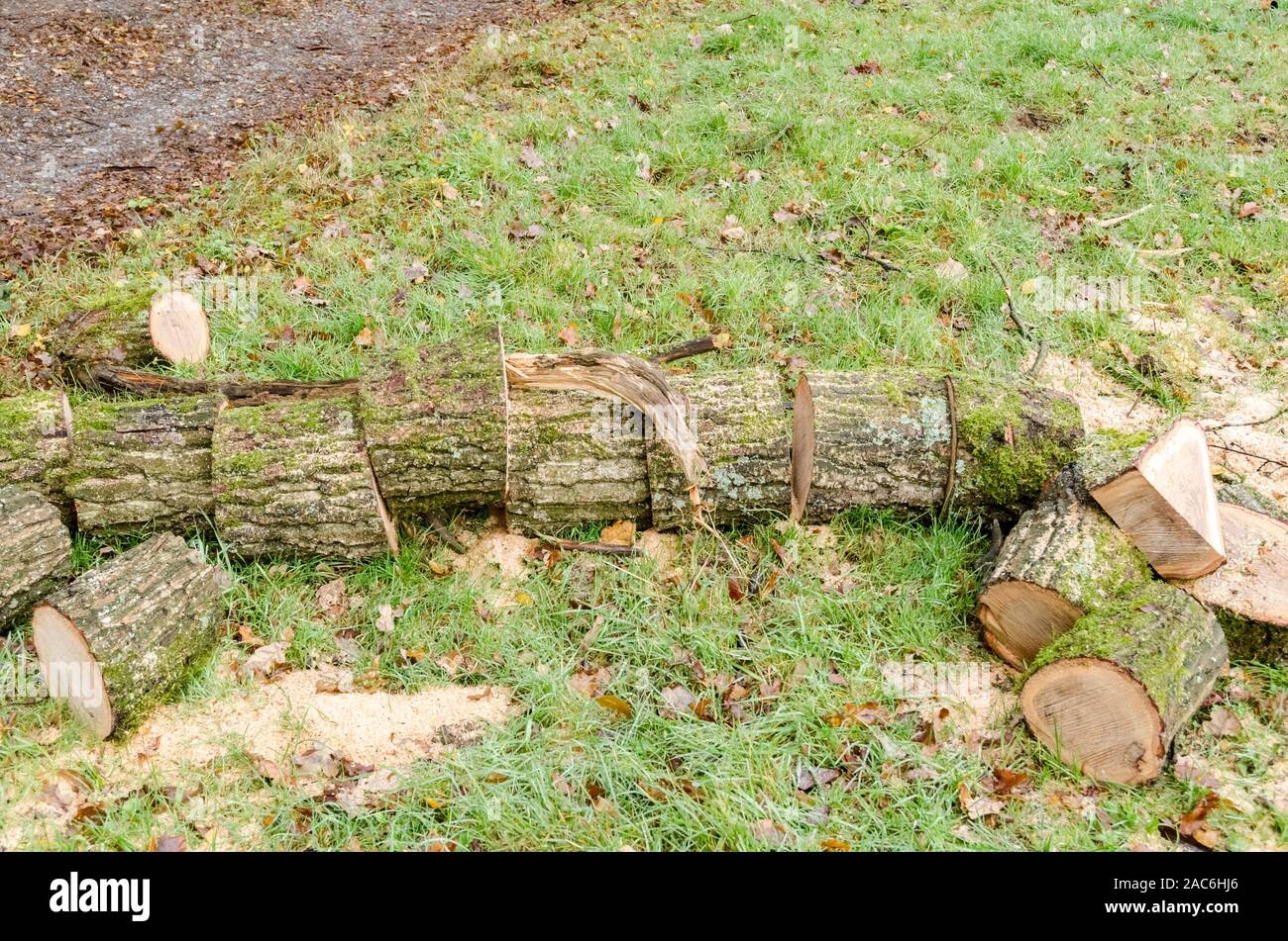Deforestation, felled tree and sliced fire wood logs in the forest in ...