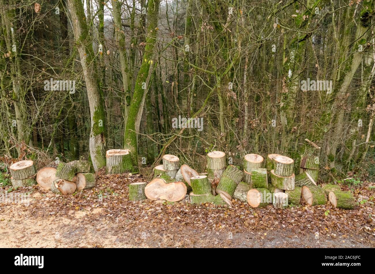 Deforestation, felled tree and sliced fire wood logs in the forest in ...