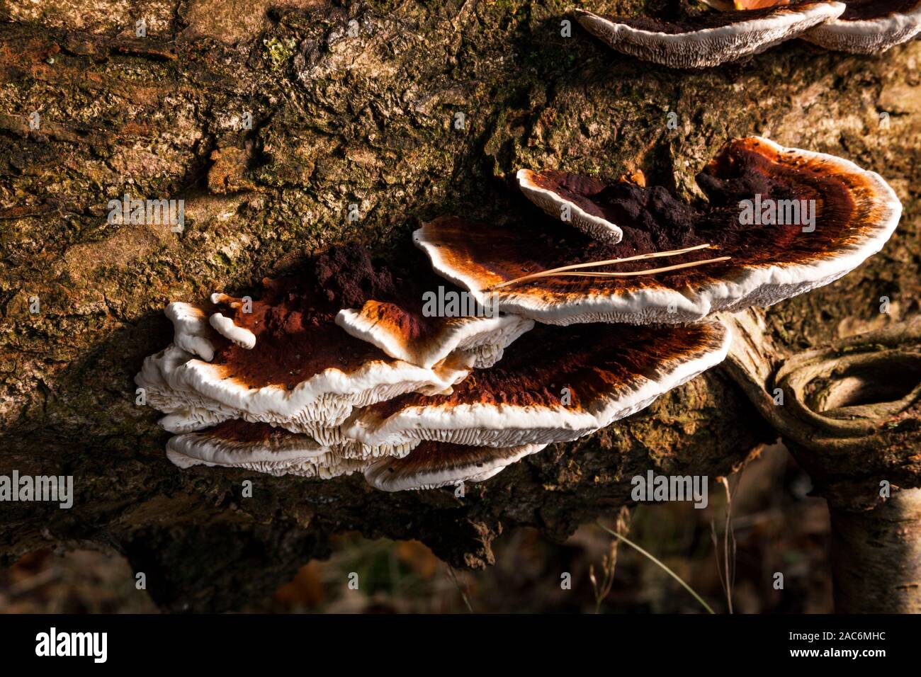 The Smoky Bracket (Bjerkandera adusta) is a common tree fungus Stock ...