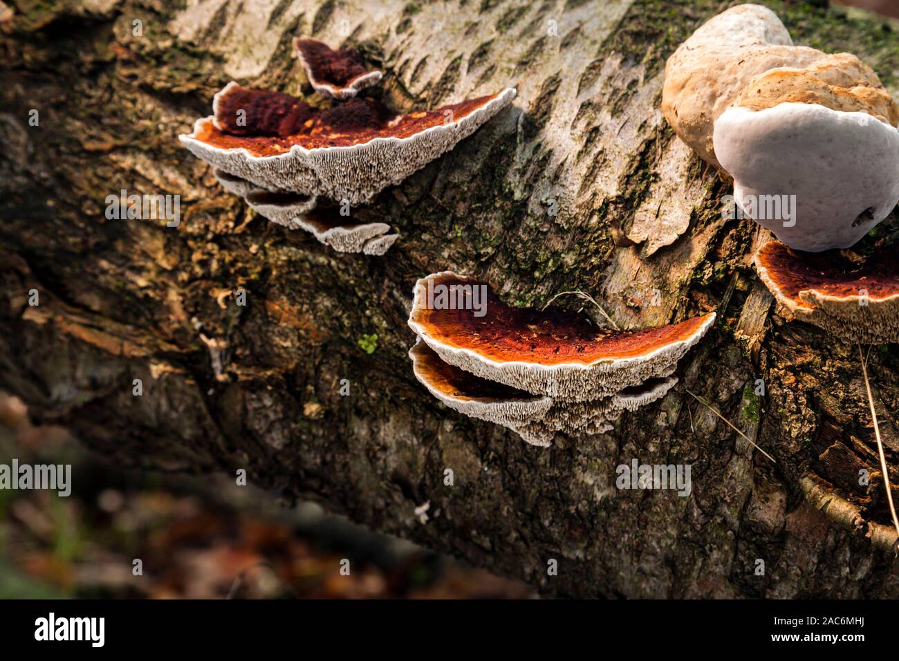 The Smoky Bracket (Bjerkandera adusta) is a common tree fungus Stock ...