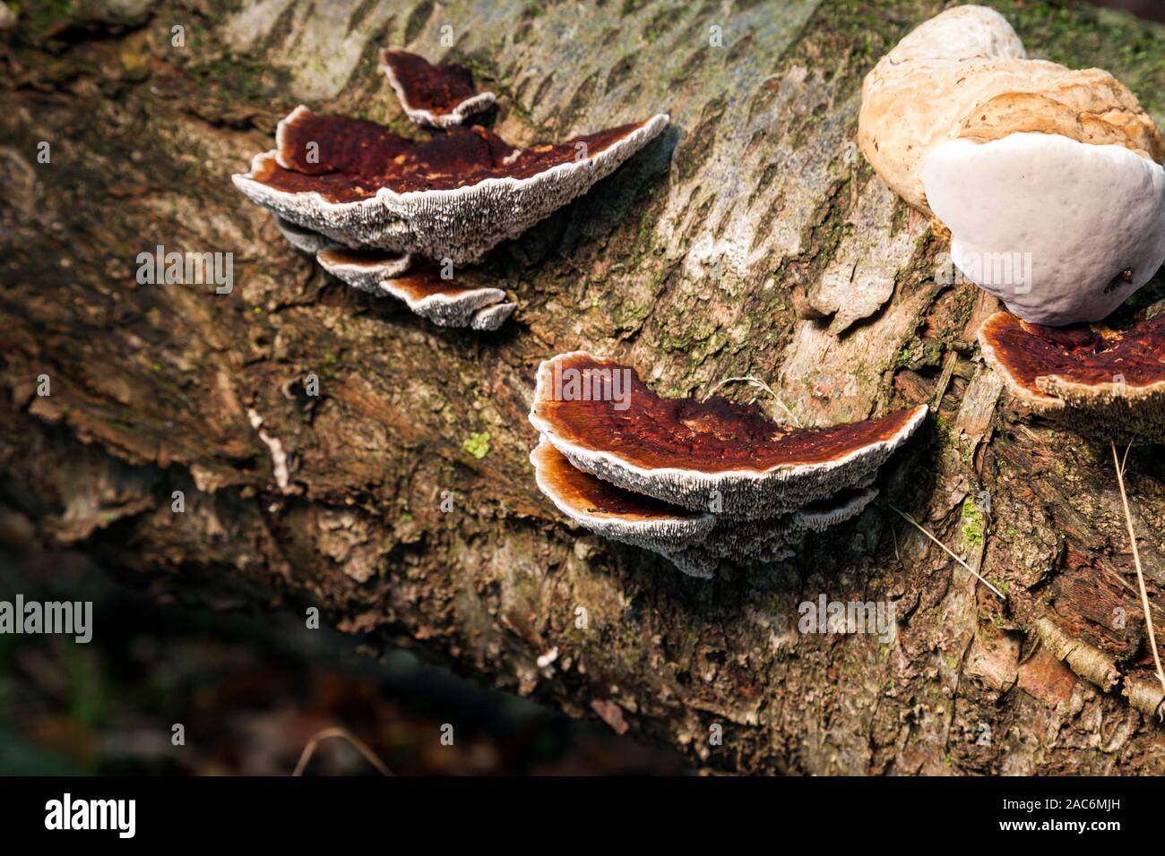 The Smoky Bracket (Bjerkandera adusta) is a common tree fungus Stock ...
