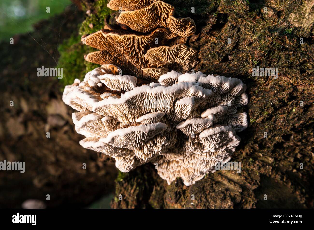The Smoky Bracket (Bjerkandera adusta) is a common tree fungus Stock ...