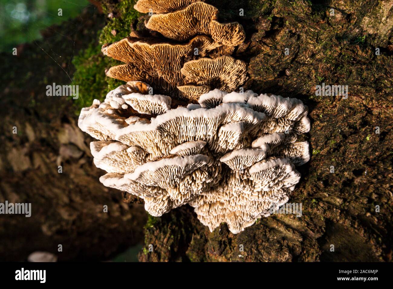 Common tree fungus hi-res stock photography and images - Alamy