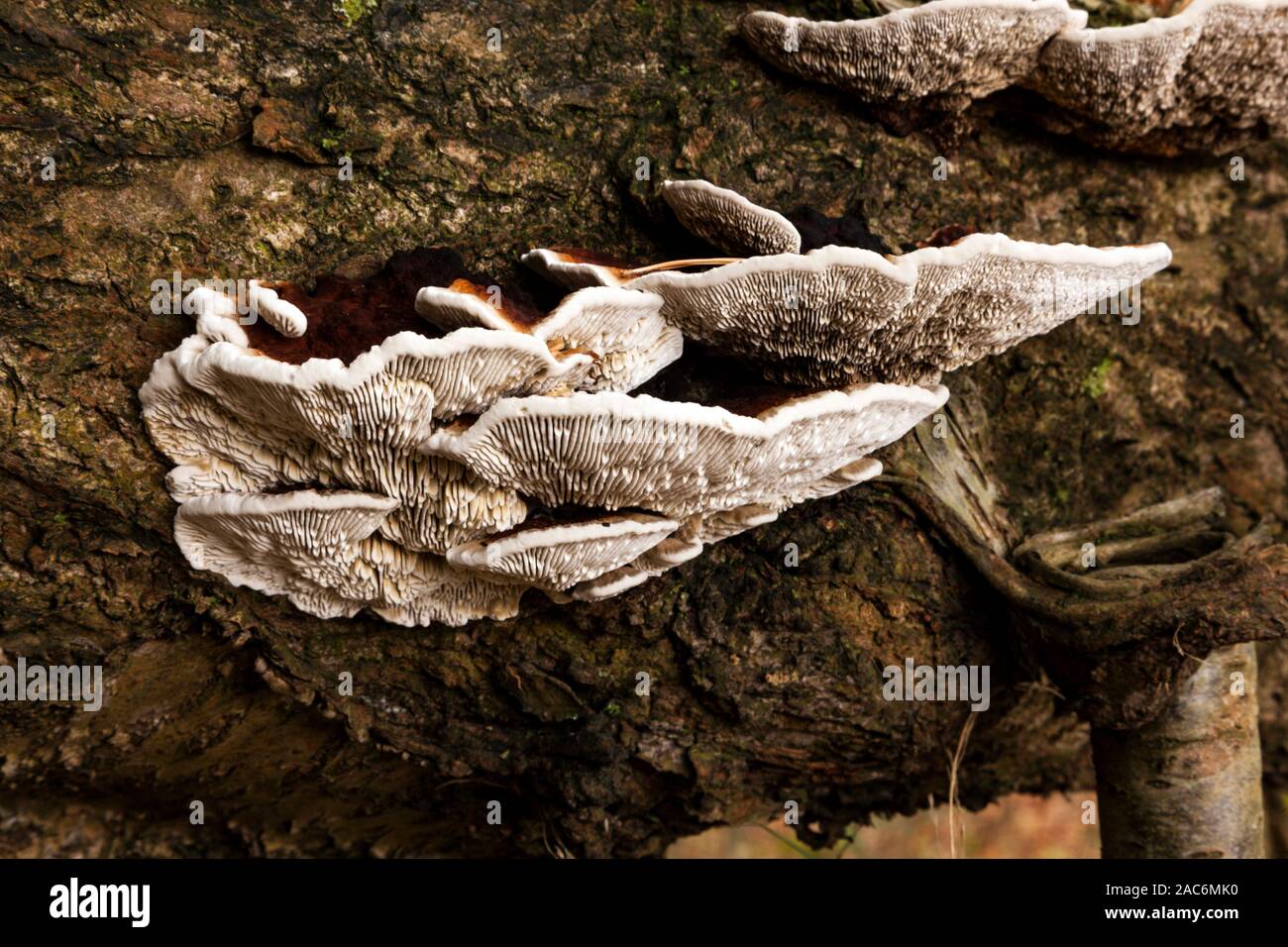 The Smoky Bracket (Bjerkandera adusta) is a common tree fungus Stock ...