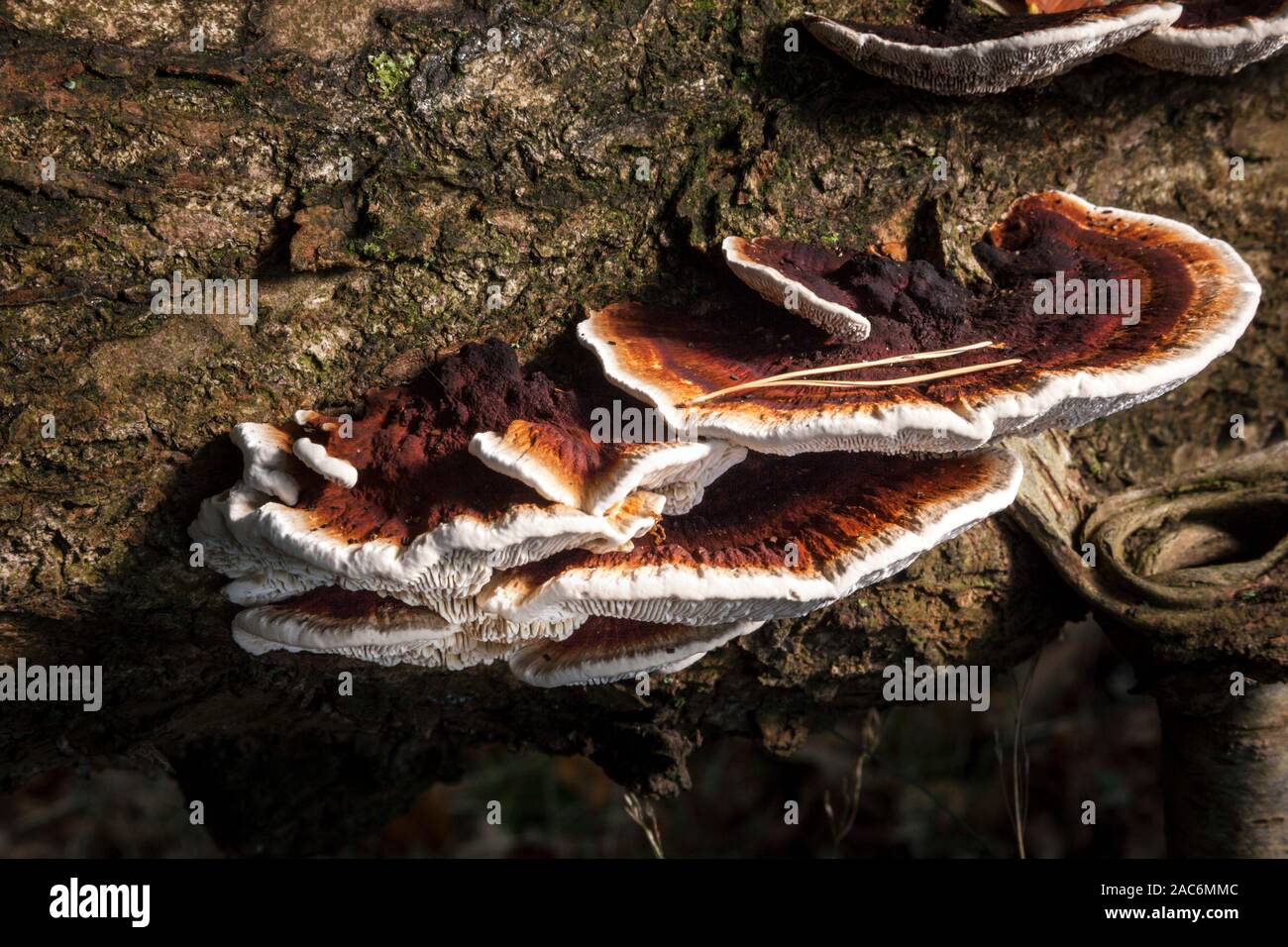 The smoky bracket fungus hi-res stock photography and images - Alamy