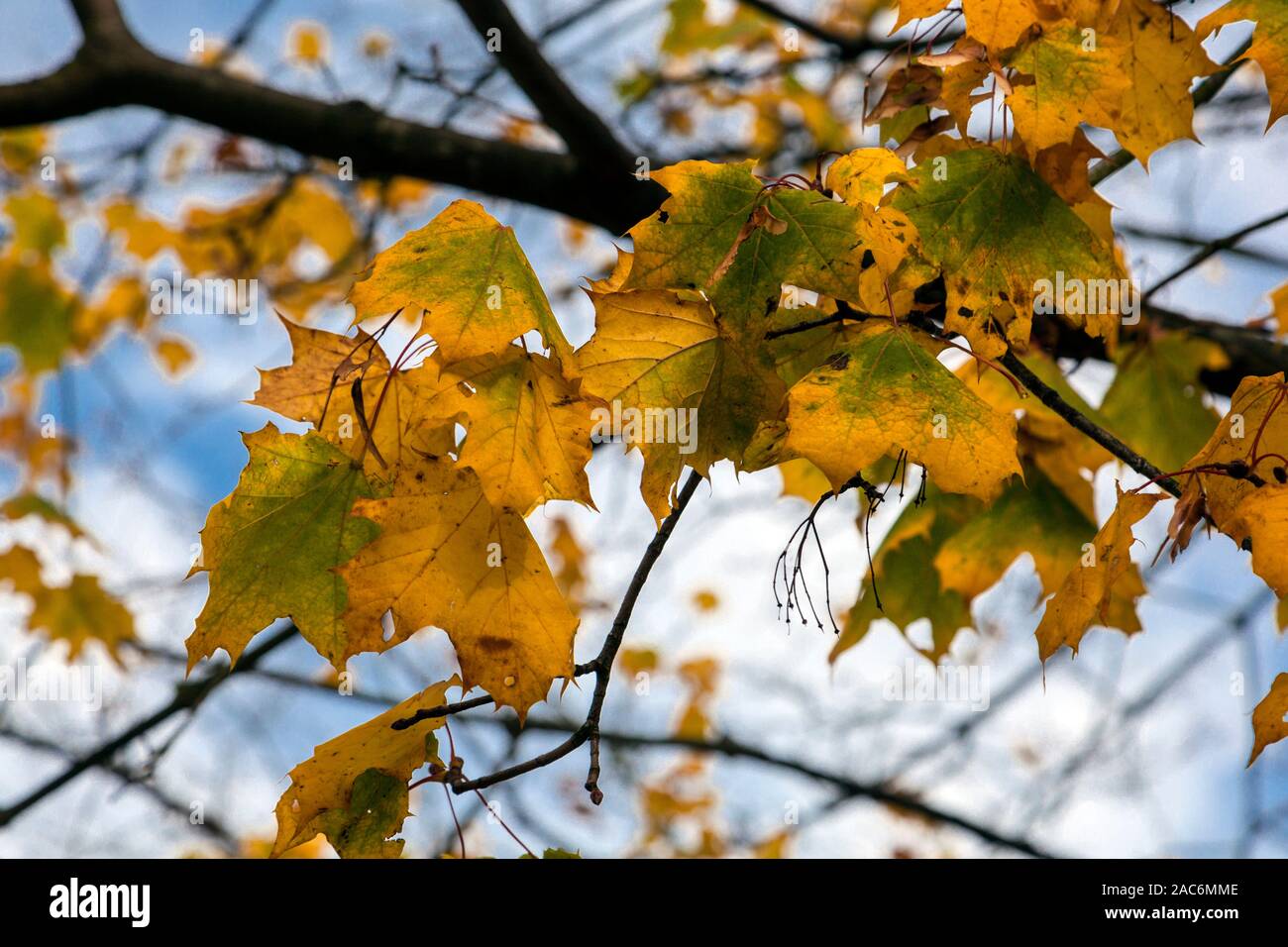 The leaves of the field maple into the autumn Stock Photo - Alamy
