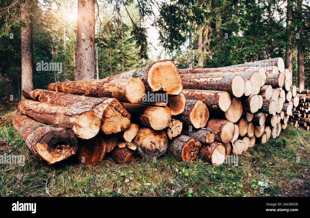 Front and side view. Freshly harvested wooden logs stacked in a pile in ...