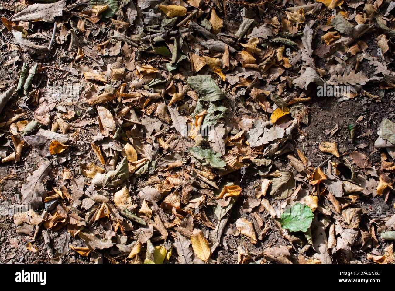 Autumn leaves texture for background. leaf background texture Stock ...