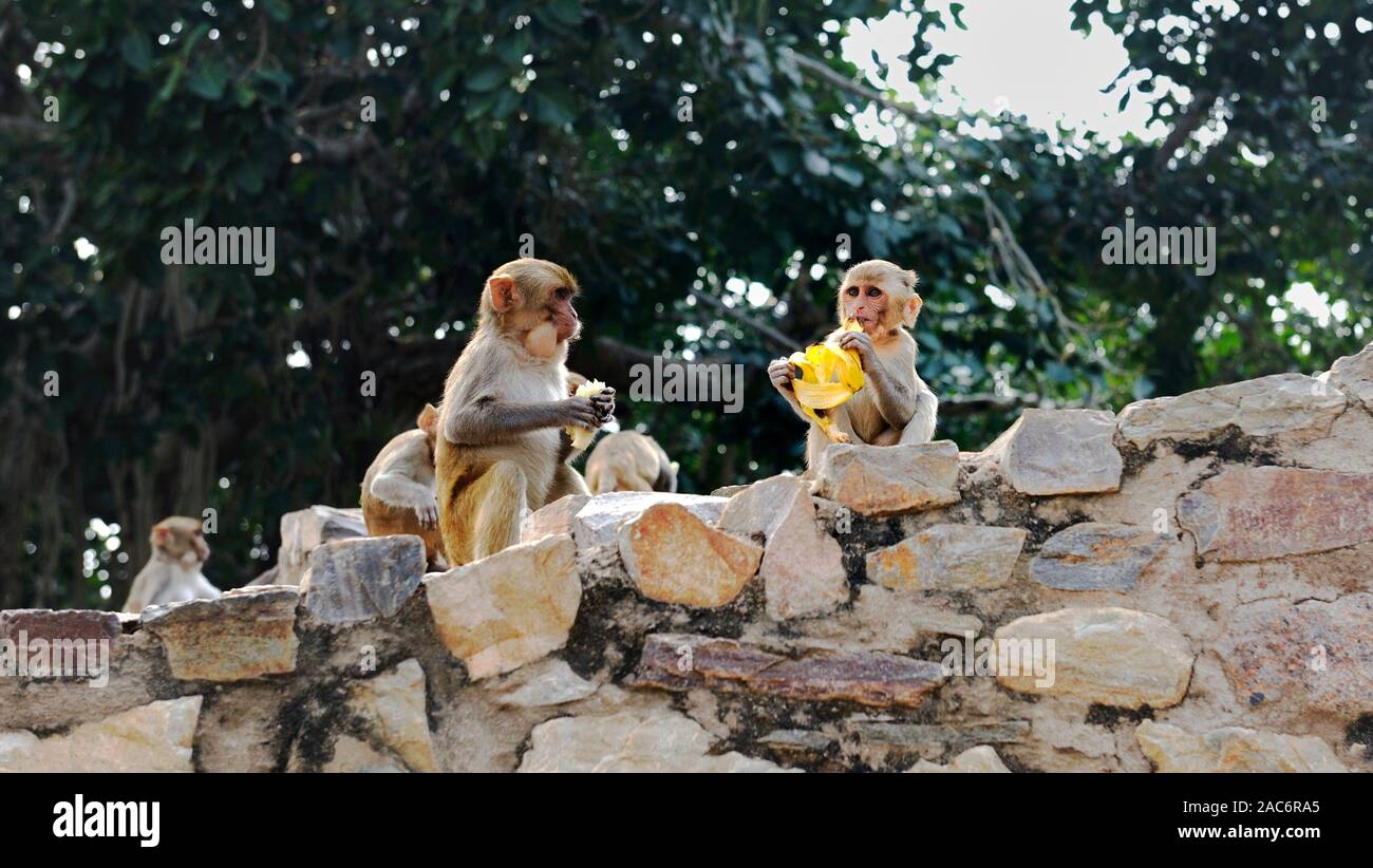 Young Macaques of Fort of Bhan Garh, India eating bananas sit on a wall ...