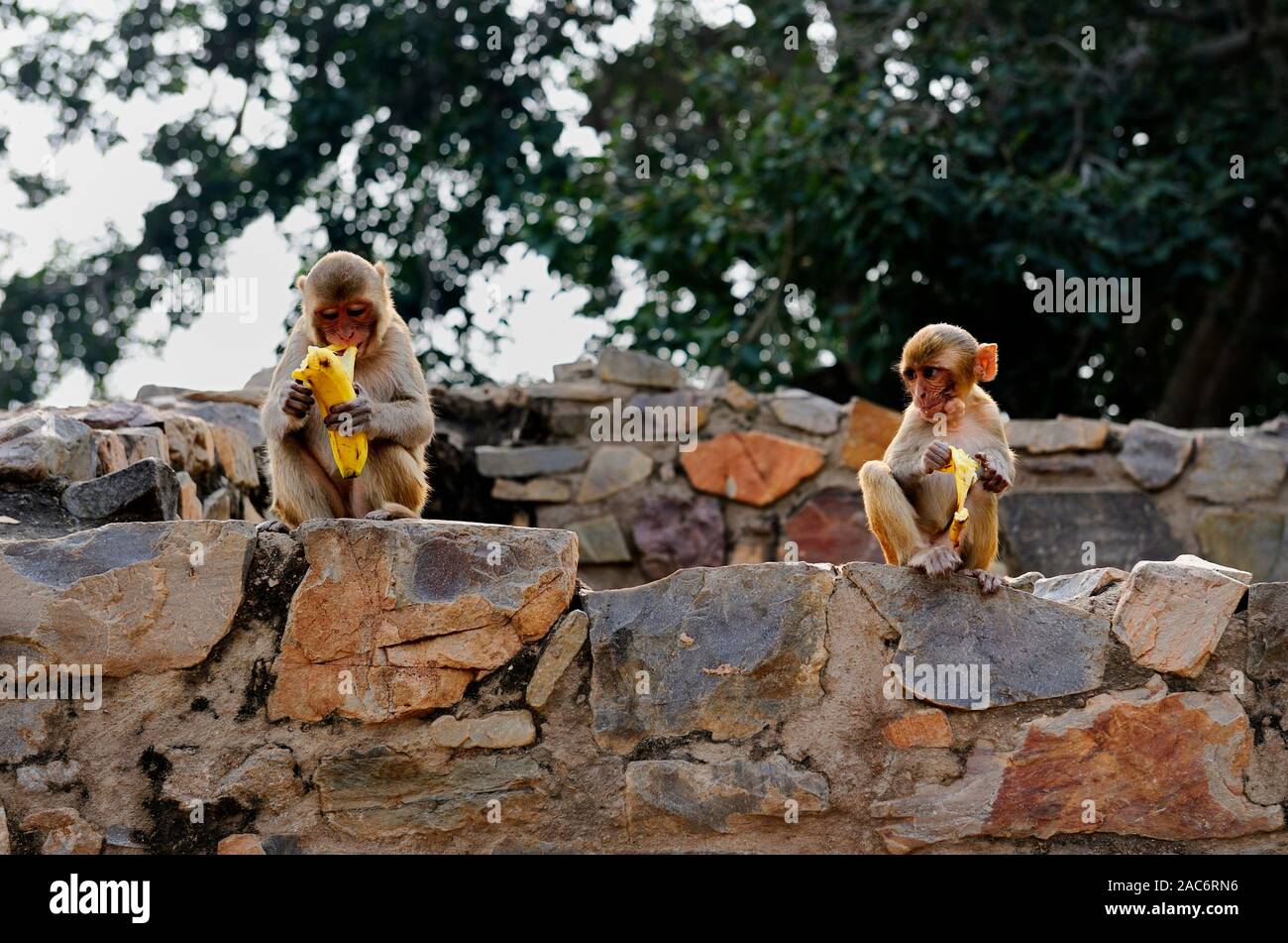 Young Macaques of Fort of Bhan Garh, India eating bananas sit on a wall ...