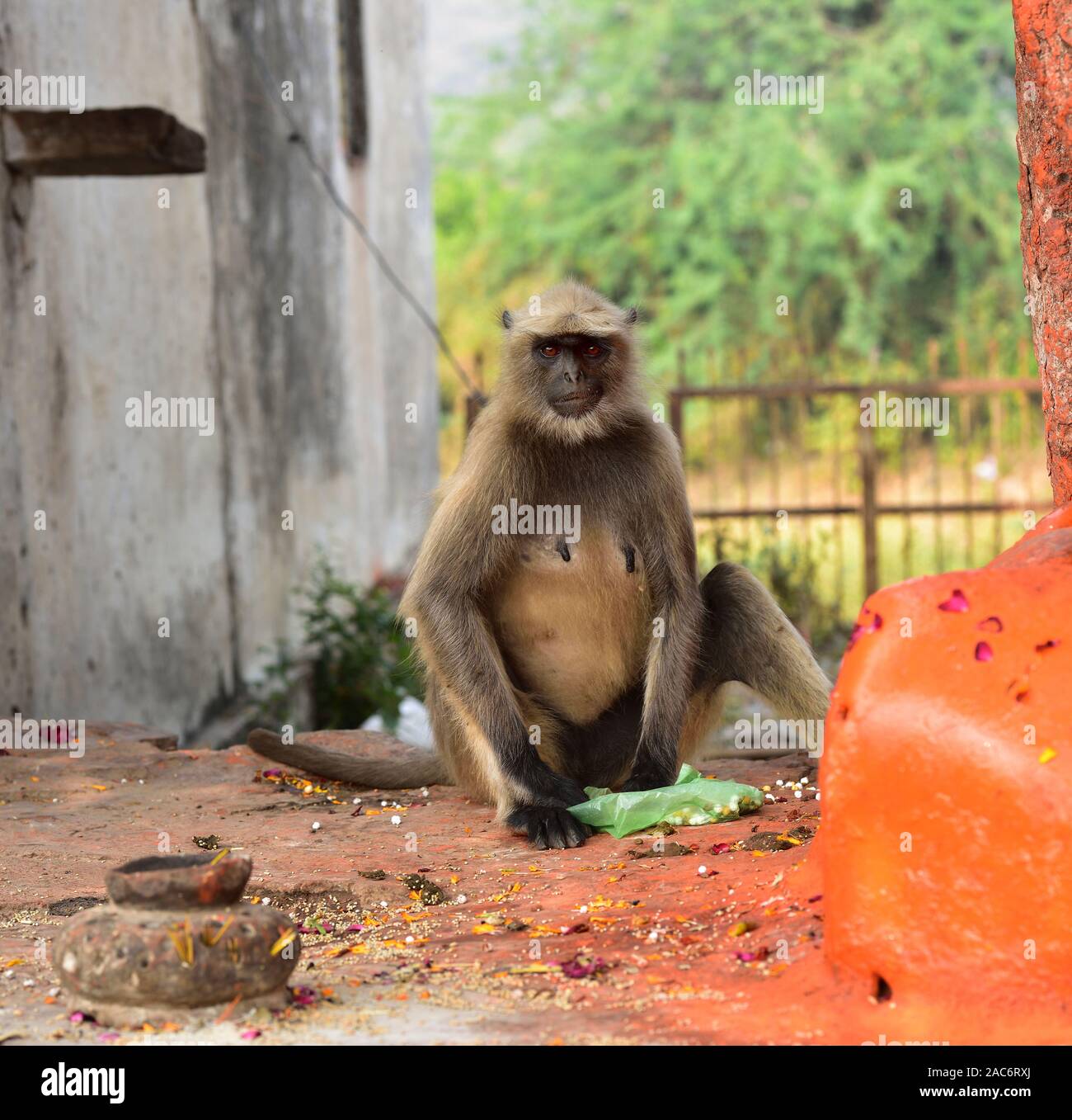 Tiger tailed monkey of Fort of Bhan Garh, India Stock Photo - Alamy