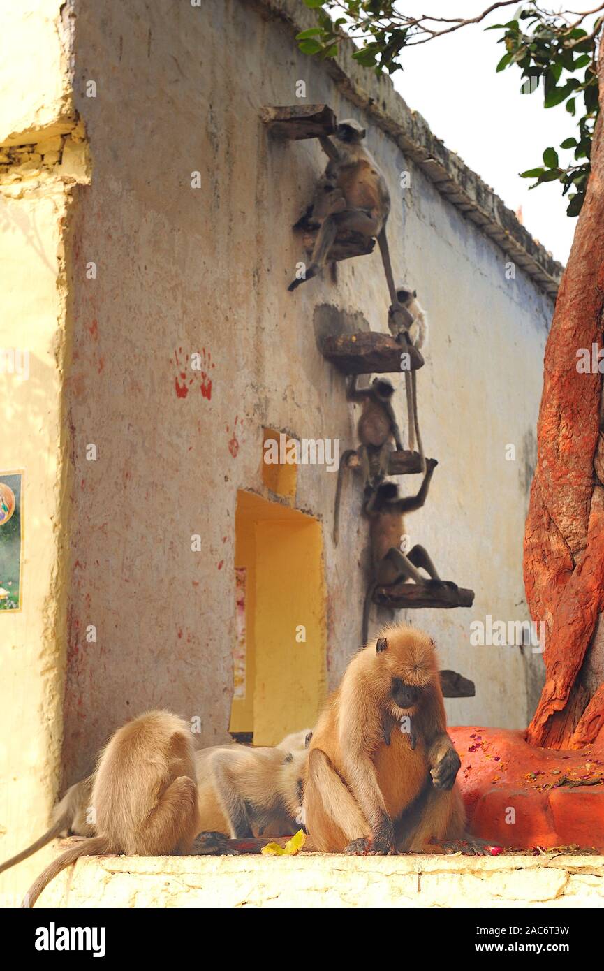 Macaques and Long tailed monkeys feeding at the ghost fort of India ...