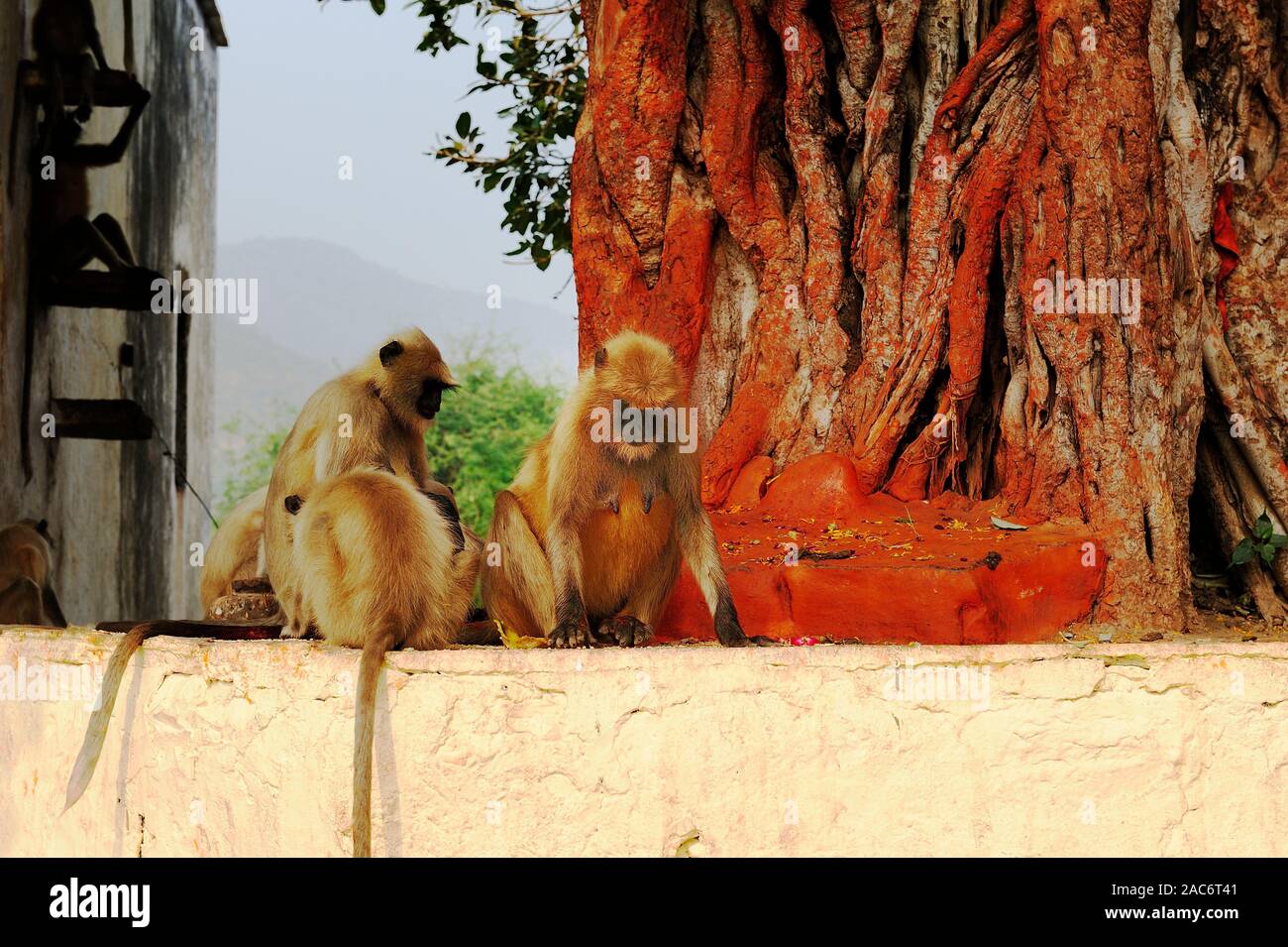 Tiger tailed monkey of Fort of Bhan Garh, India Stock Photo - Alamy