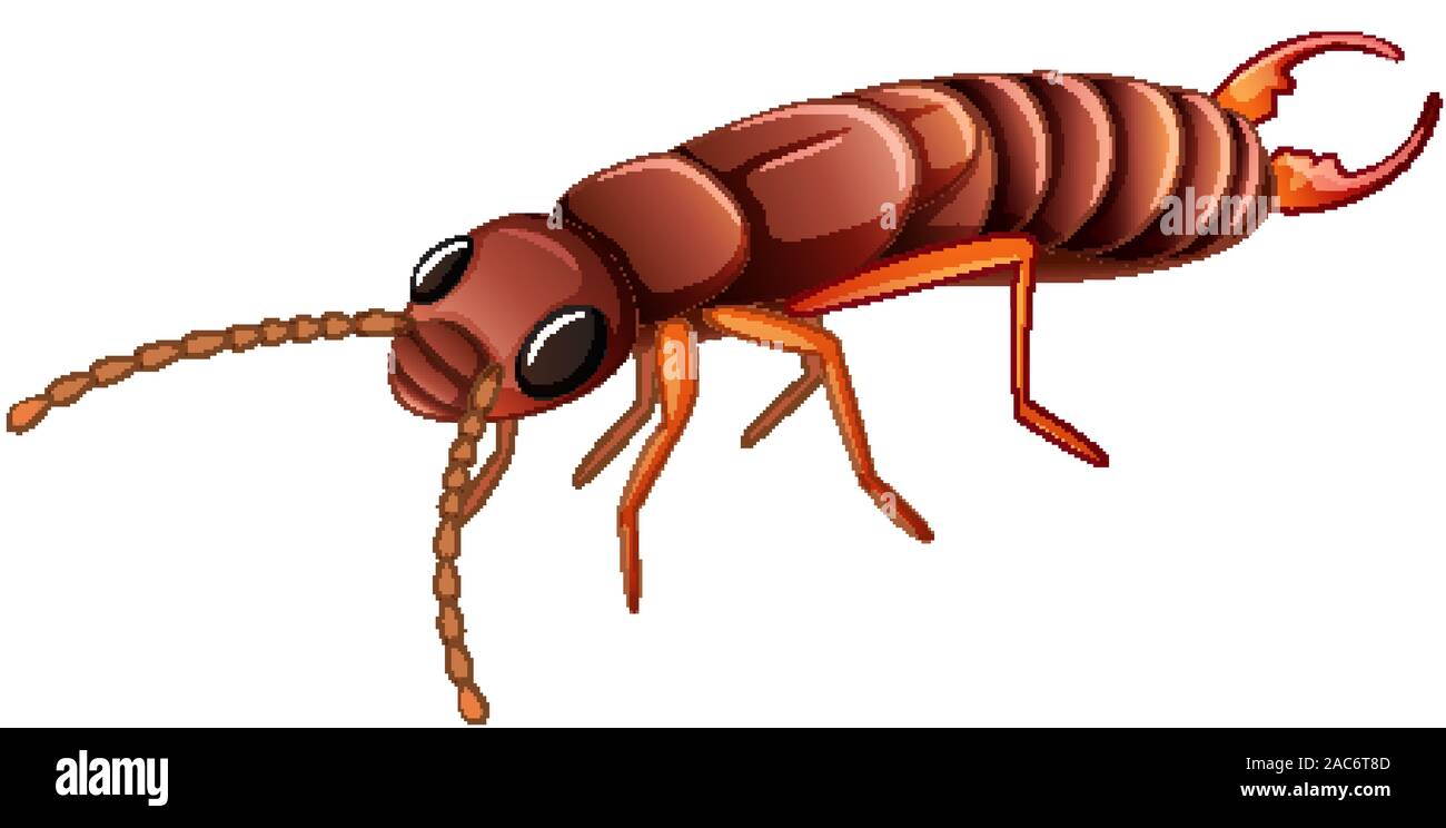 Termite on white background illustration Stock Vector Image & Art - Alamy
