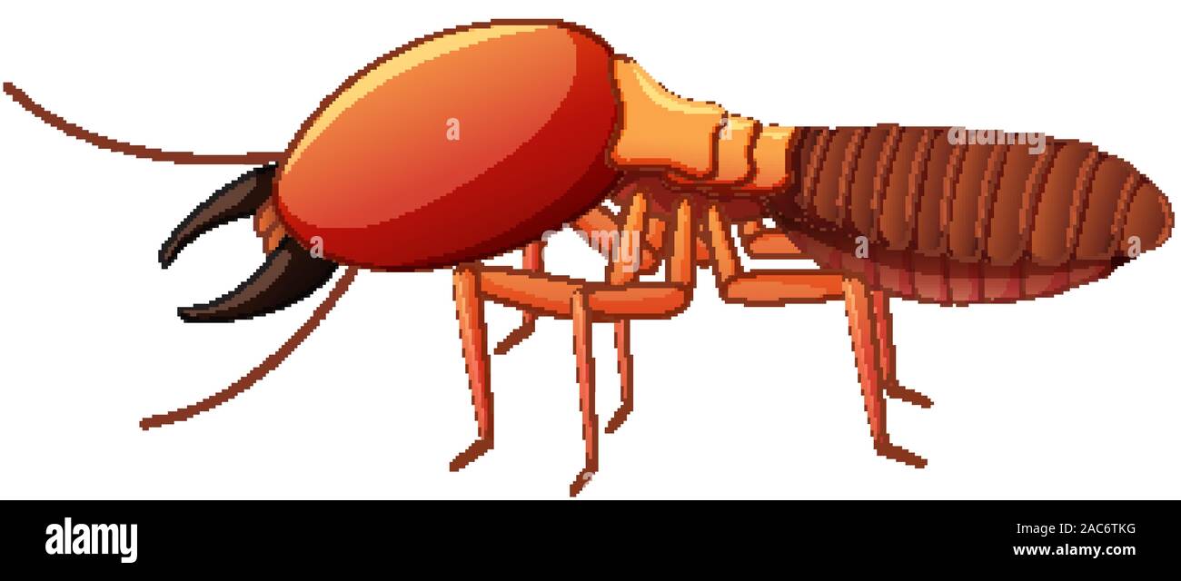 Termite on white background illustration Stock Vector Image & Art - Alamy