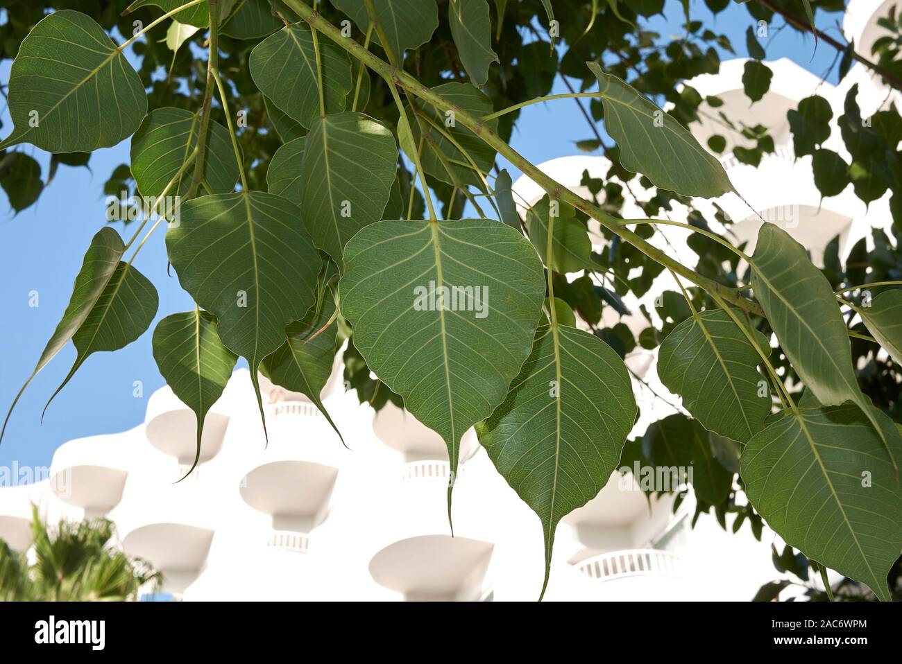 fresh leaves of Ficus religiosa tree Stock Photo - Alamy