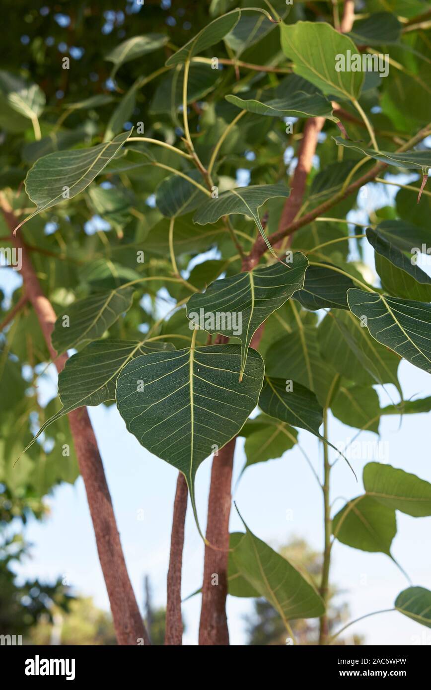 Ficus religiosa sacred fig tree hi-res stock photography and images - Alamy