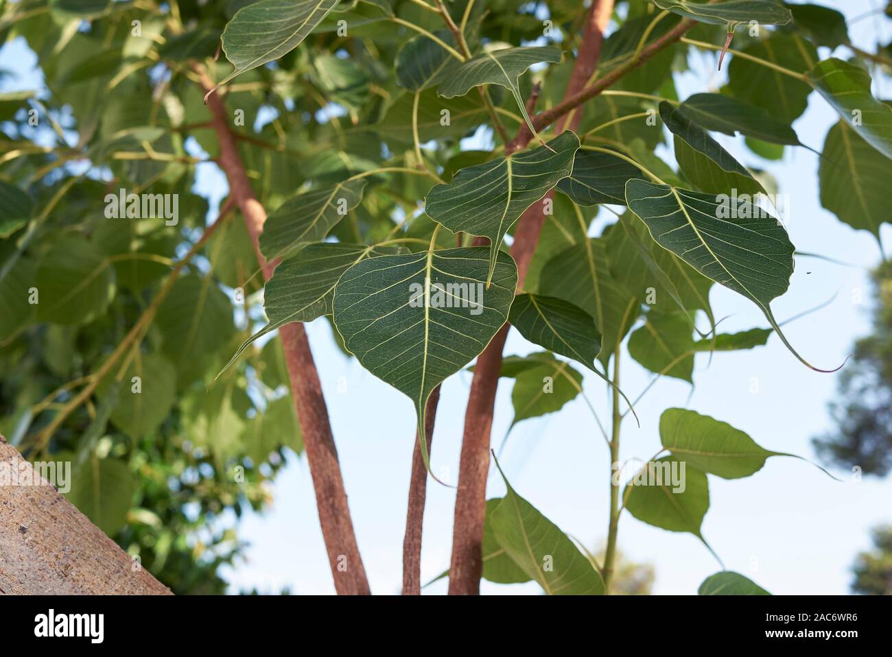 fresh leaves of Ficus religiosa tree Stock Photo - Alamy