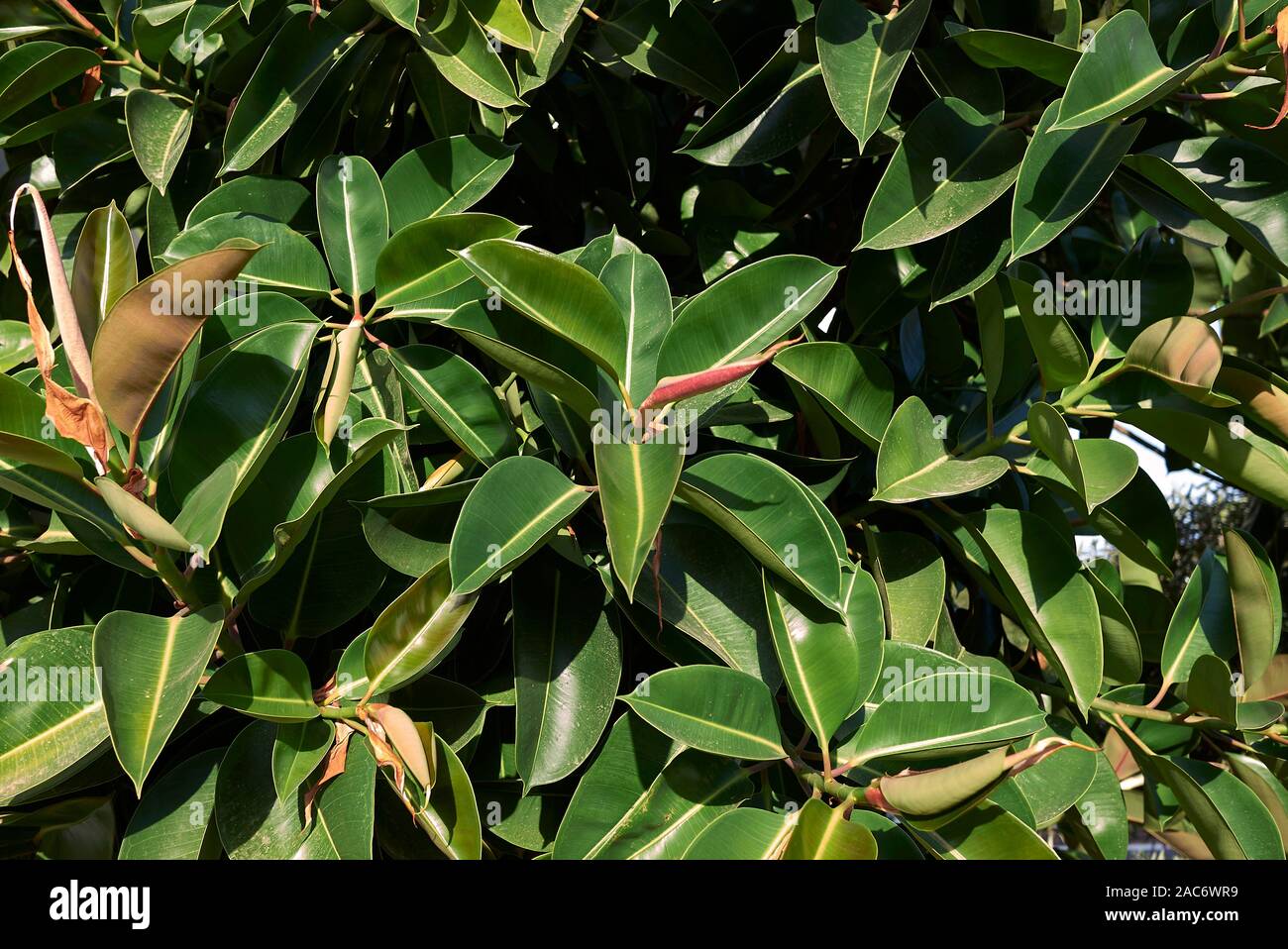 lush foliage of Ficus elastica tree Stock Photo - Alamy