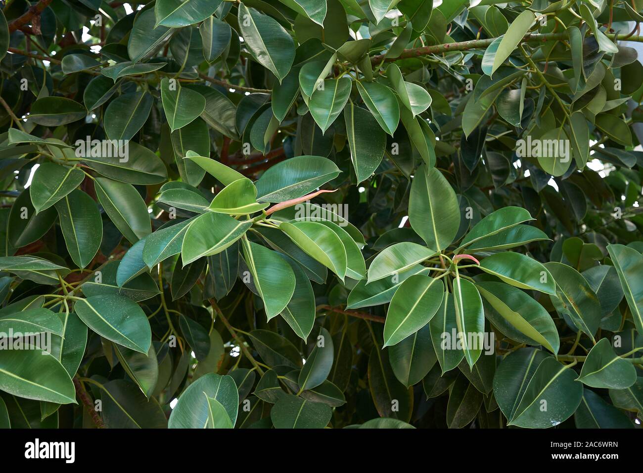 lush foliage of Ficus elastica tree Stock Photo - Alamy