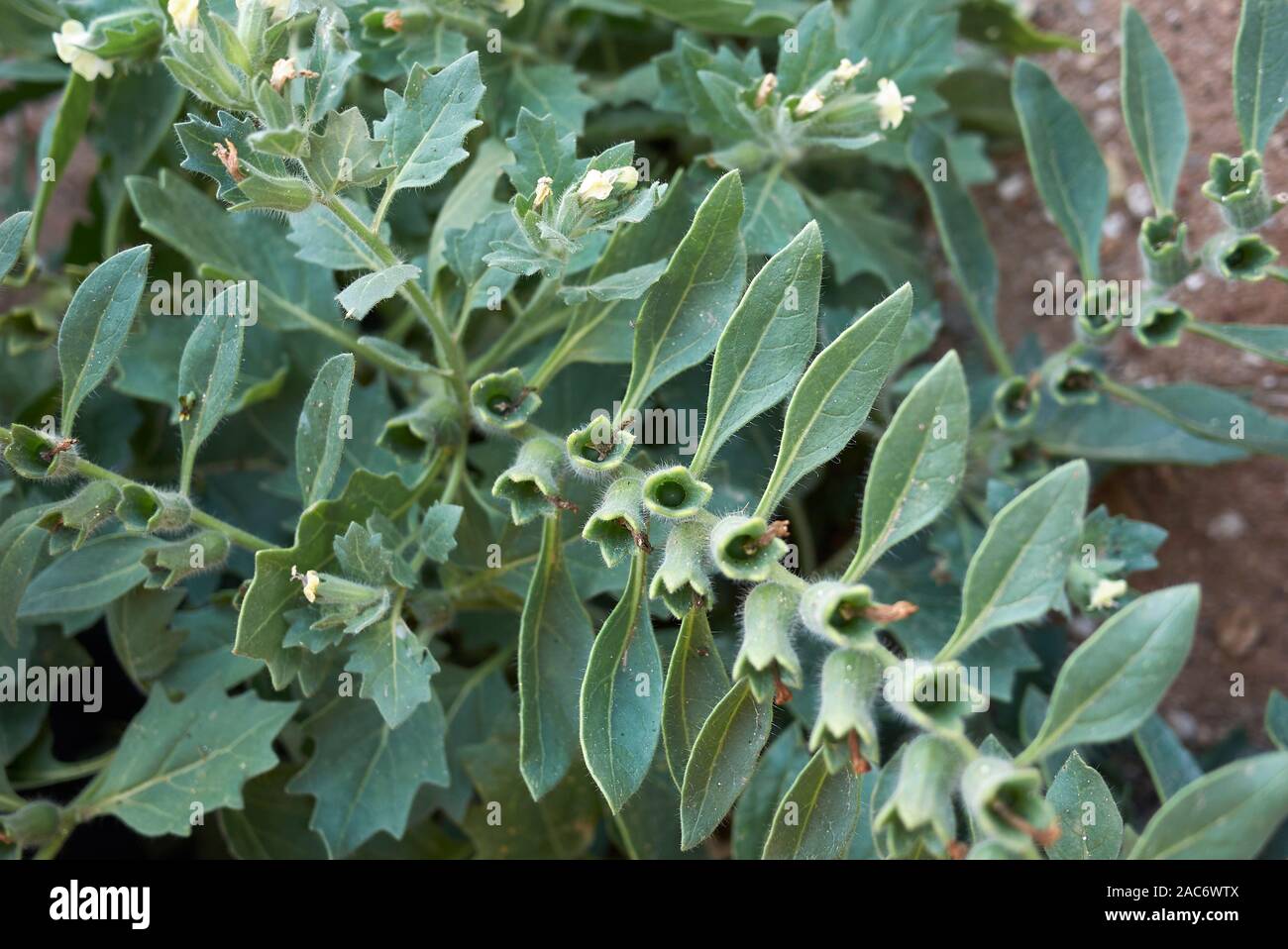 Hyoscyamus hi-res stock photography and images - Alamy