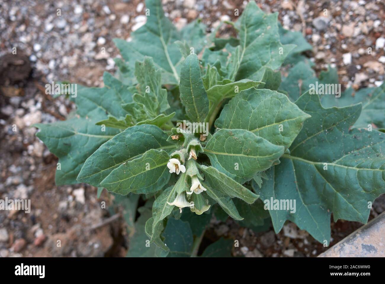Hyoscyamus albus hi-res stock photography and images - Alamy