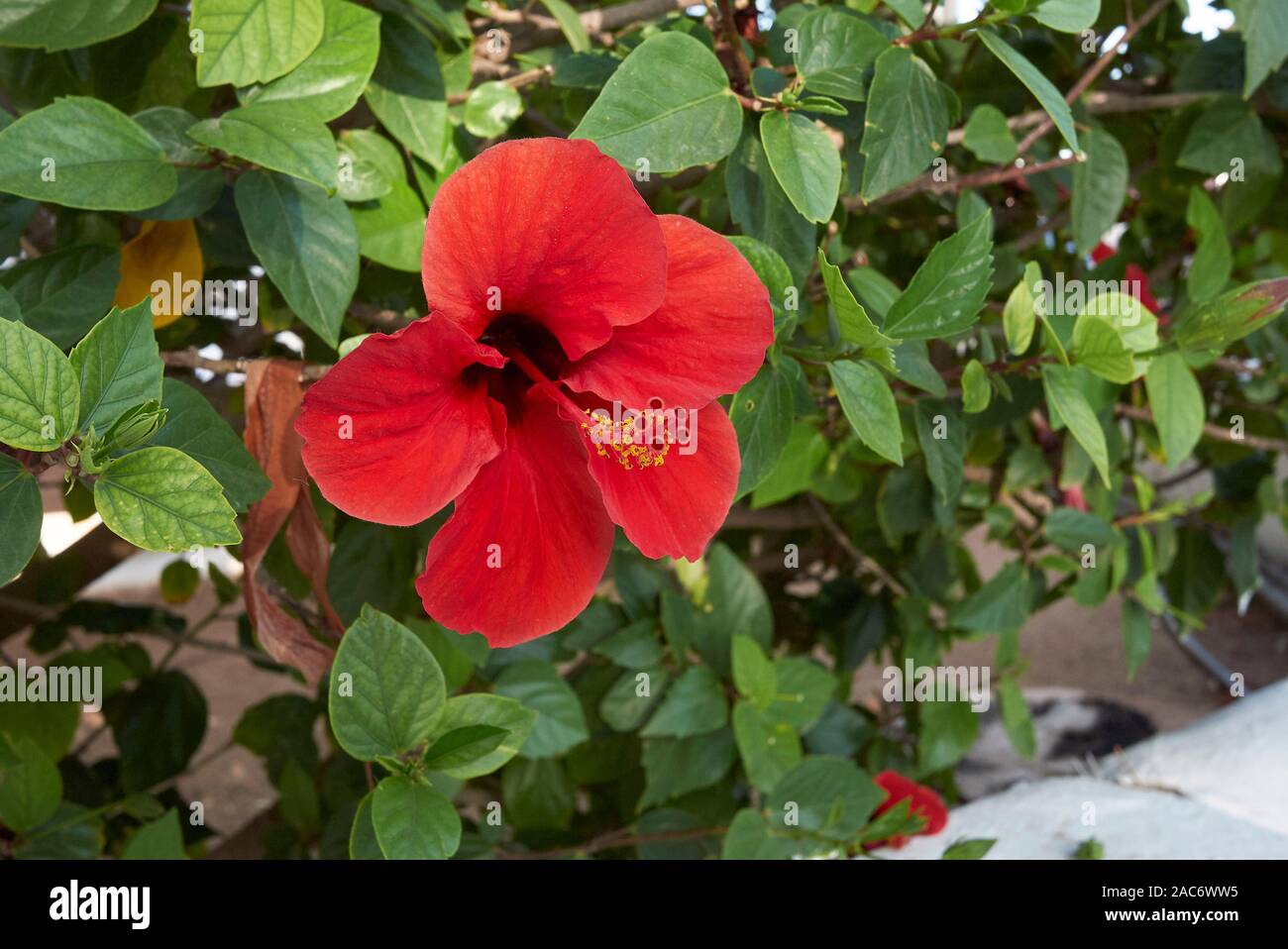 Hibiscus rosa sinensis hi-res stock photography and images - Alamy