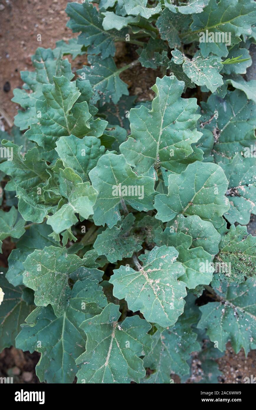 Henbane fruits hi-res stock photography and images - Alamy