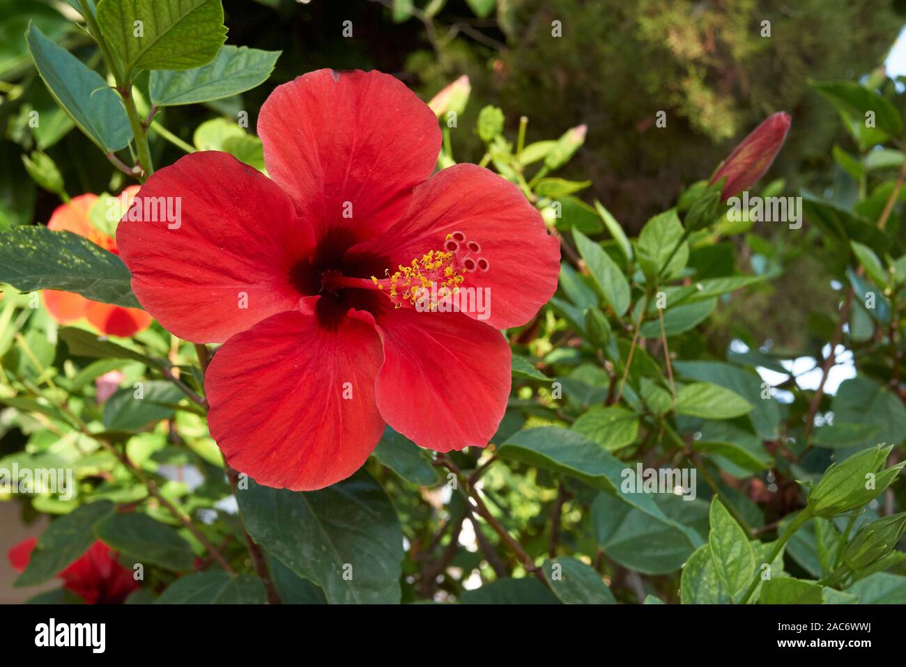 red flower of Hibiscus rosa-sinensis shrub Stock Photo - Alamy